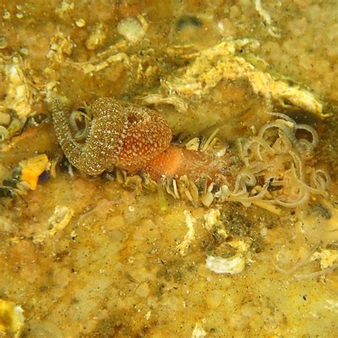 Seasearch Ireland Polychaete Identification Explore Your Shore