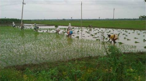 Integrated Weed Management In Rice Increase Paddy Yield