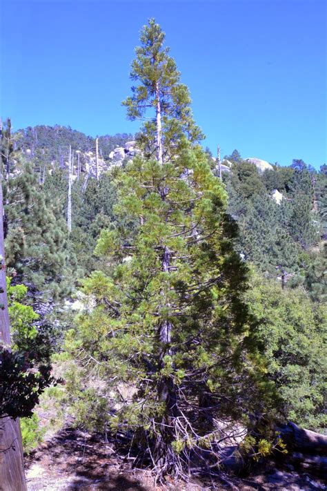 These Sequoia Trees Are Thriving 175 Miles South Of Their Natural Range