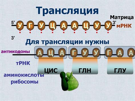 Реализация генетической информации Синтез и функционирование белков
