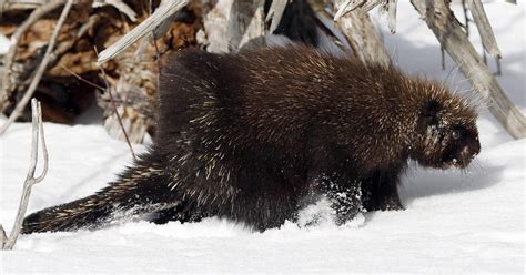 Readers Want To Know If Skunks And Porcupines Hibernate Can Woodchucks