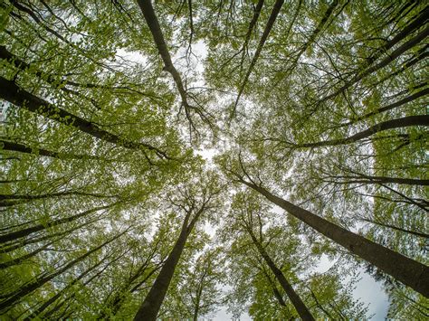 Symmetry Of Trees On Pantone Canvas Gallery