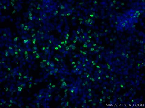 Ha Tag Antibody Cl488 66006 Proteintech