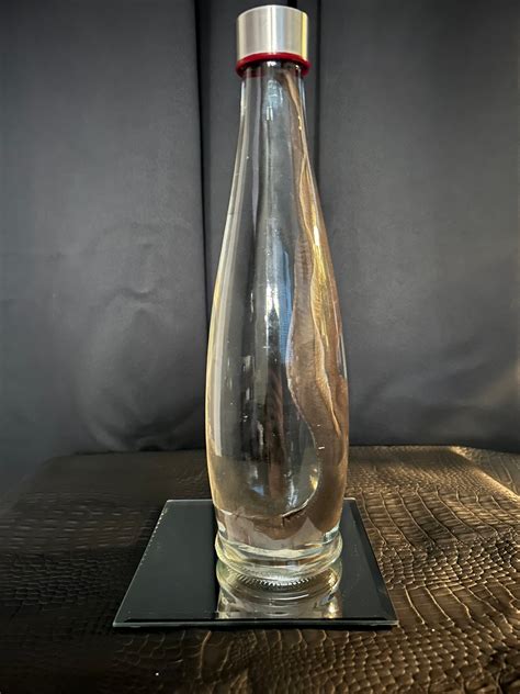 American Eel Wet Specimen Taxidermy Quantities 12or 3 Etsy