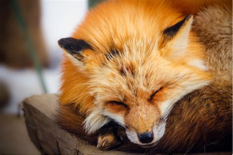 How Do Different Animals Sleep 2025 Mattress Clarity