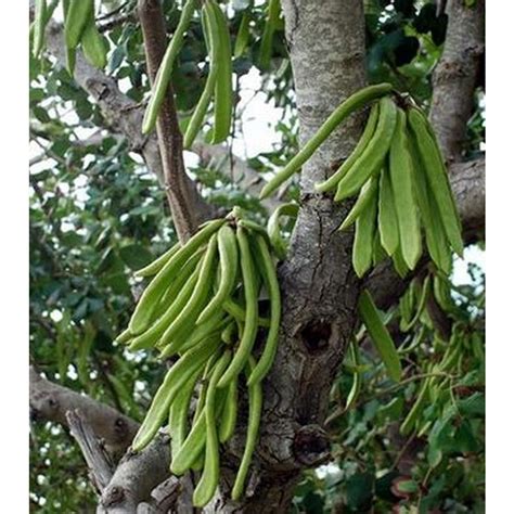 Рожковое дерево (151 фото) - фото - картинки и рисунки: скачать бесплатно