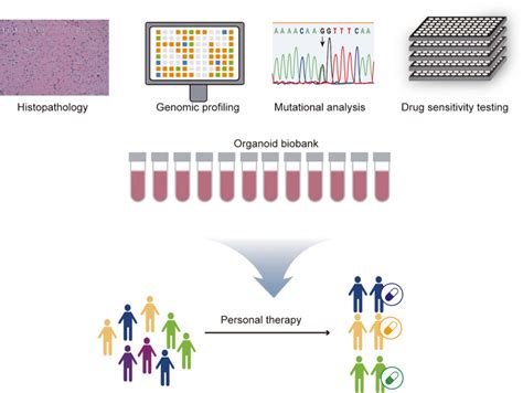 Patient Derived Organoids In Human Cancer A Platform For Fundamental Research And Precision
