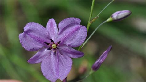 12 Intriguing Facts About Impala Lily Facts Net