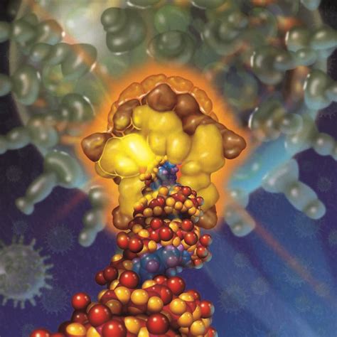 The bacteriophage ϕ29 DNA packaging machine Double stranded DNA is
