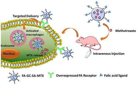 Folate Metabolism Methotrexate