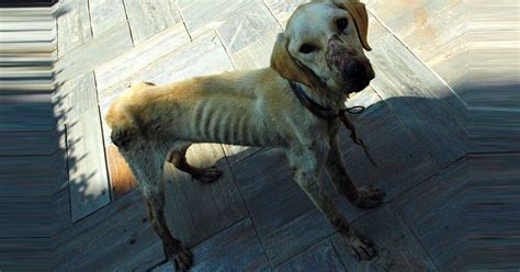 Salvar A Los Perros De Las Calles Y Del Maltrato