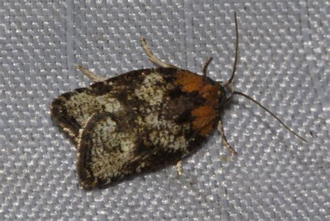 Eastern Black Headed Budworm Moth From Le Rocher Percé Qc Canada On August 10 2020 At 11 01