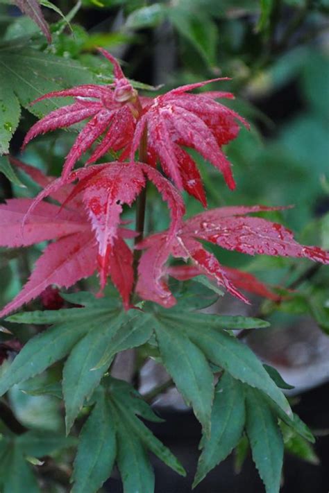 Buy Ruby Stars Japanese Maple Tree Free Shipping Wilson Bros