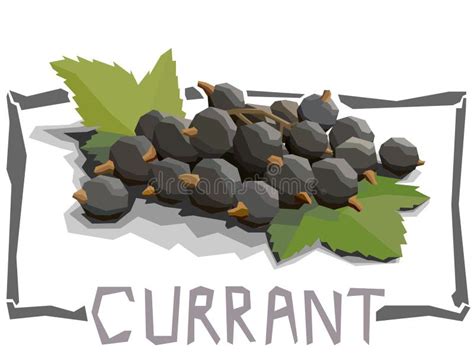 Vector Simple Illustration Of Currant Stock Vector Illustration Of