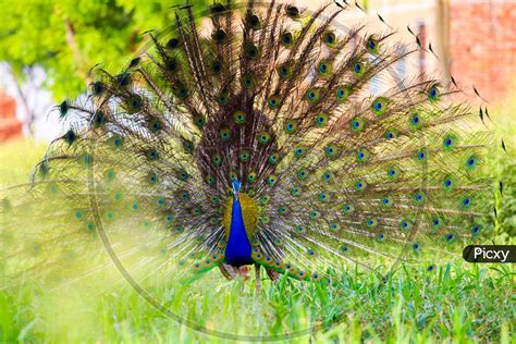Image Of Dancing Peacock Di581681 Picxy