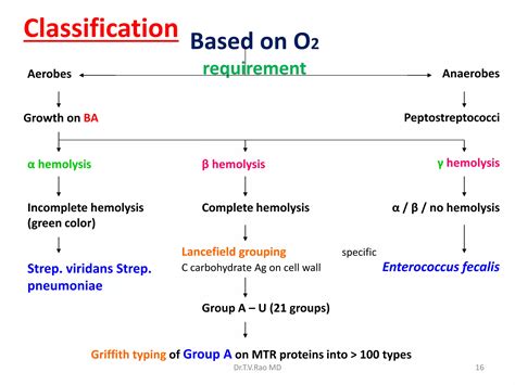 Group A Streptococcuspptx Infectious Diseases Diseases And Conditions