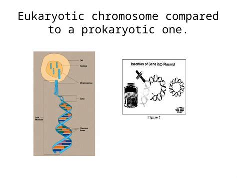 Pptx Eukaryotic Chromosome Compared To A Prokaryotic One Dokumentips