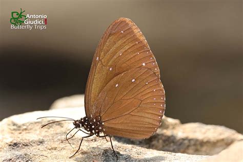 Euploea Tulliolus Dehaani Thai Butterfly Trips