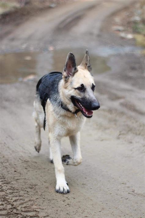 Sentry Shepherds Rescue Greyson