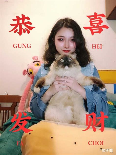 哪种猫是性格最好的猫咪？ 知乎