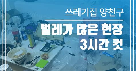 양천구 벌레퇴치 포함 쓰레기집 청소 봄봄의 정리 숨고 숨은고수