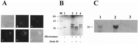 A In Vivo Localization Of Rnaset2 Gfp Typical Distribution Of