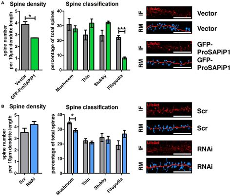Analysis Of Dendritic Spines After Prosapip1 Overexpression And