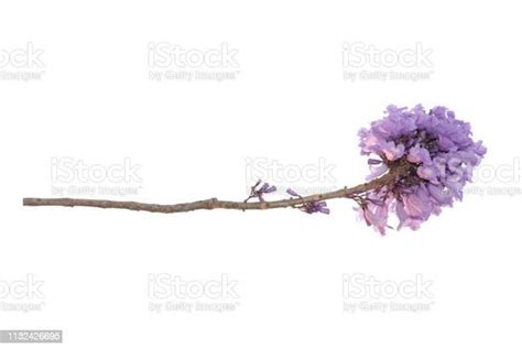 흰색 배경에 고립 자 카 란다 꽃 보라색 꽃의 끝에서 화를 가진 종은 남아메리카 원산 이다 0명에 대한 스톡 사진 및 기타