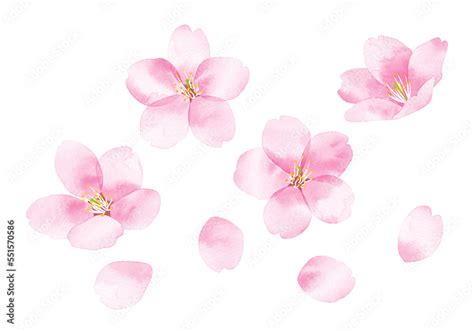 桜 水彩風イラスト 花と花びら Stock Illustration Adobe Stock