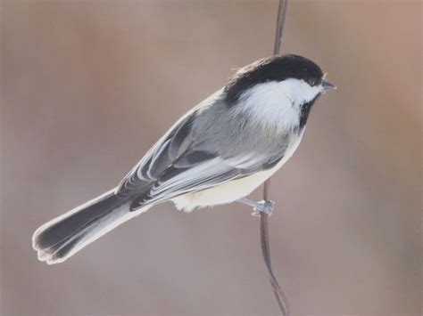 Ebird Checklist 20 Jan 2023 Triumph 10 Species