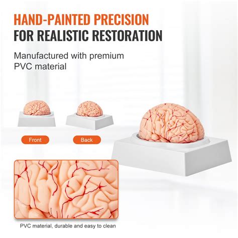Vevor Human Brain Model Anatomy 1 1 Life Size 9 Part Human Brain