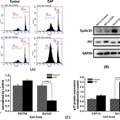 Cap Selectively Induces G0g1 Cell Cycle Arrest In Prostate Cancer