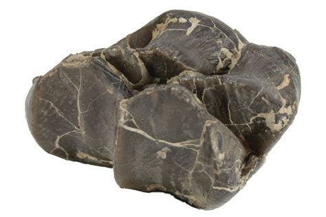 86 Fossil Eocene Mammal Plagiolophus Molar France 248664 For Sale