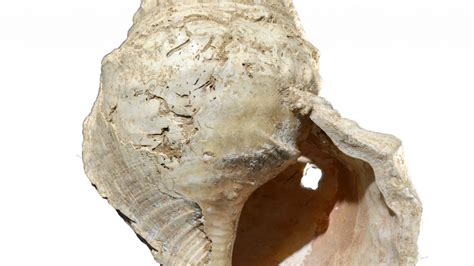 Ancient Conch Shell Makes Music After 18000 Years Courthouse News