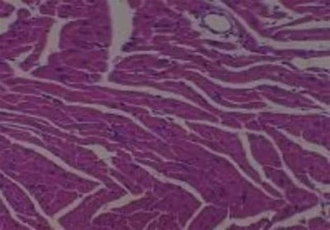 Novus Biologicals Mouse Multi Organ Tissue Microarray Normal Mouse