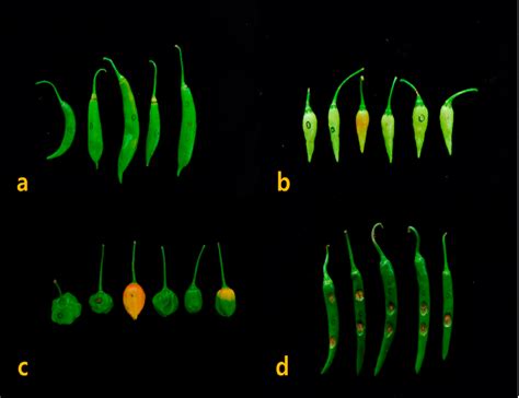 Figure 4 From Evaluation Of Anthracnose Resistance In Pepper Capsicum