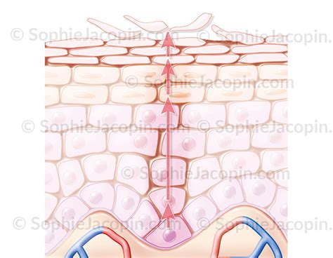 Diagramme Des Cellules épidermiques Tp N°3 Les Stomates Lieux