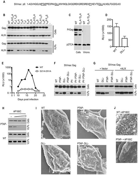 Effects Of Mutations In The Dll Motif In Sivmac P6 On Replication And