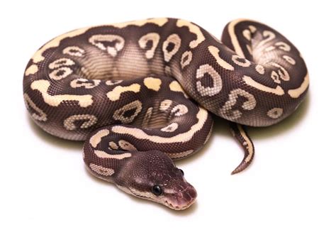 Available Ball Pythons Breeder And Farm Available Ball Pythons Breeder And Farm
