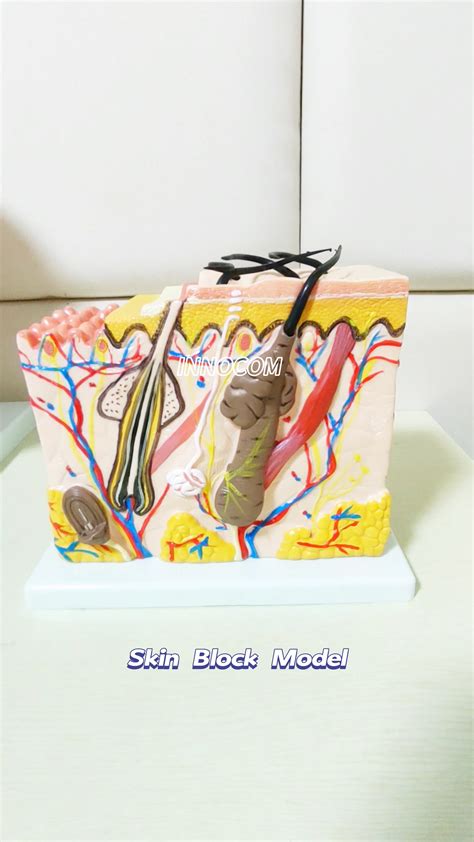 Medical Science Human Skin Anatomical Model Teaching Plastic Anatomy Times Enlarged Human