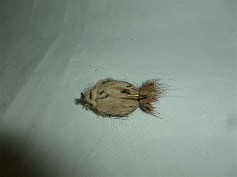 Nice Mice Fly Fishing Tuttle Devil Bug Mouse Lot G 642 4547952013