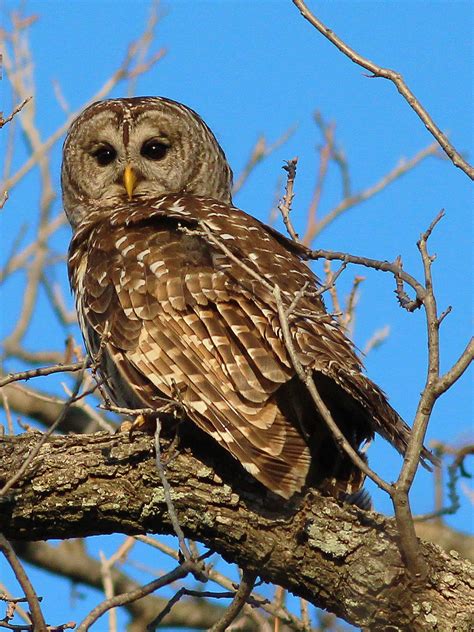 Barred Owls — Troubadours Of The Trees