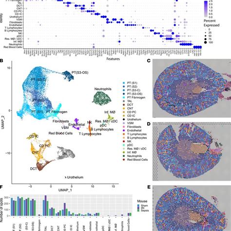 Single Cell Murine Data And Cluster Transfer To Spatial Transcriptomic