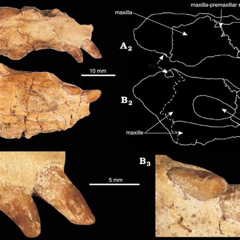 Teeth Of Multituberculate Mammal From The Lower Paleocene Puercan In