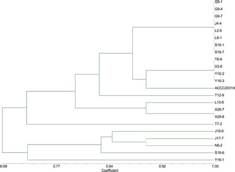 Dendrogram Of Rapd Patterns Showing The Relatedness Of H Uvarum Download Scientific Diagram