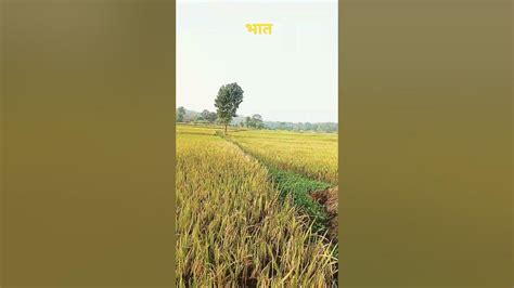 Village Life Style Youtube