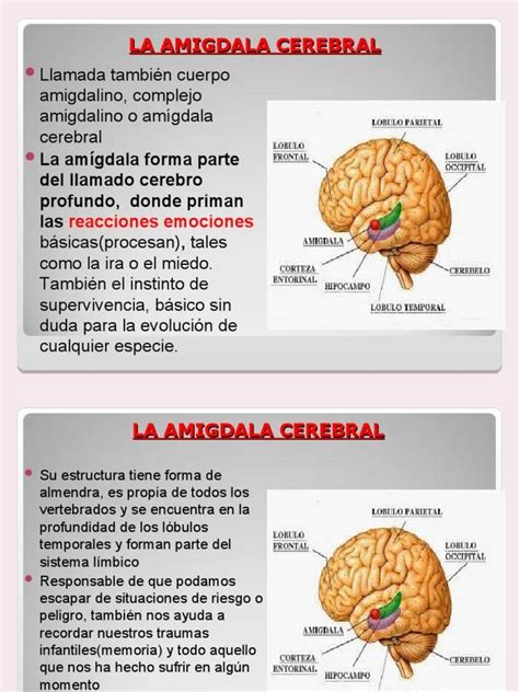 La Amígdala Cerebral Papel En Reacción Instintiva Y La Inteligencia