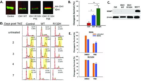Idh1 Mutation Promotes Resistance To Tmz By D2hg Production A Western