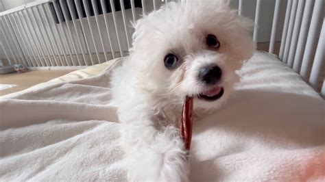 껌 좀 씹어본 강아지 Youtube