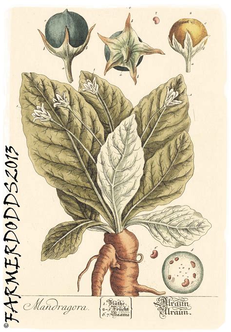 Mandragora Officinarum Common Mandrake A Photo On Flickriver